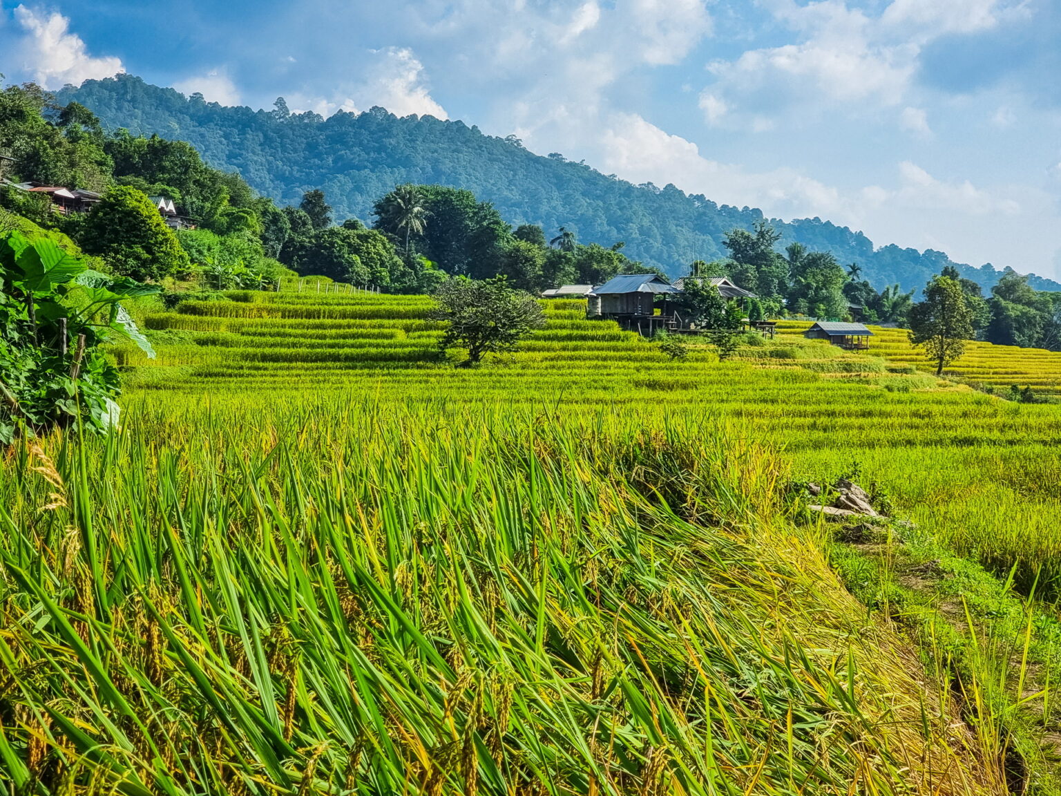 Ban Pa Pong Piang, the most beautiful rice fields in Thailand