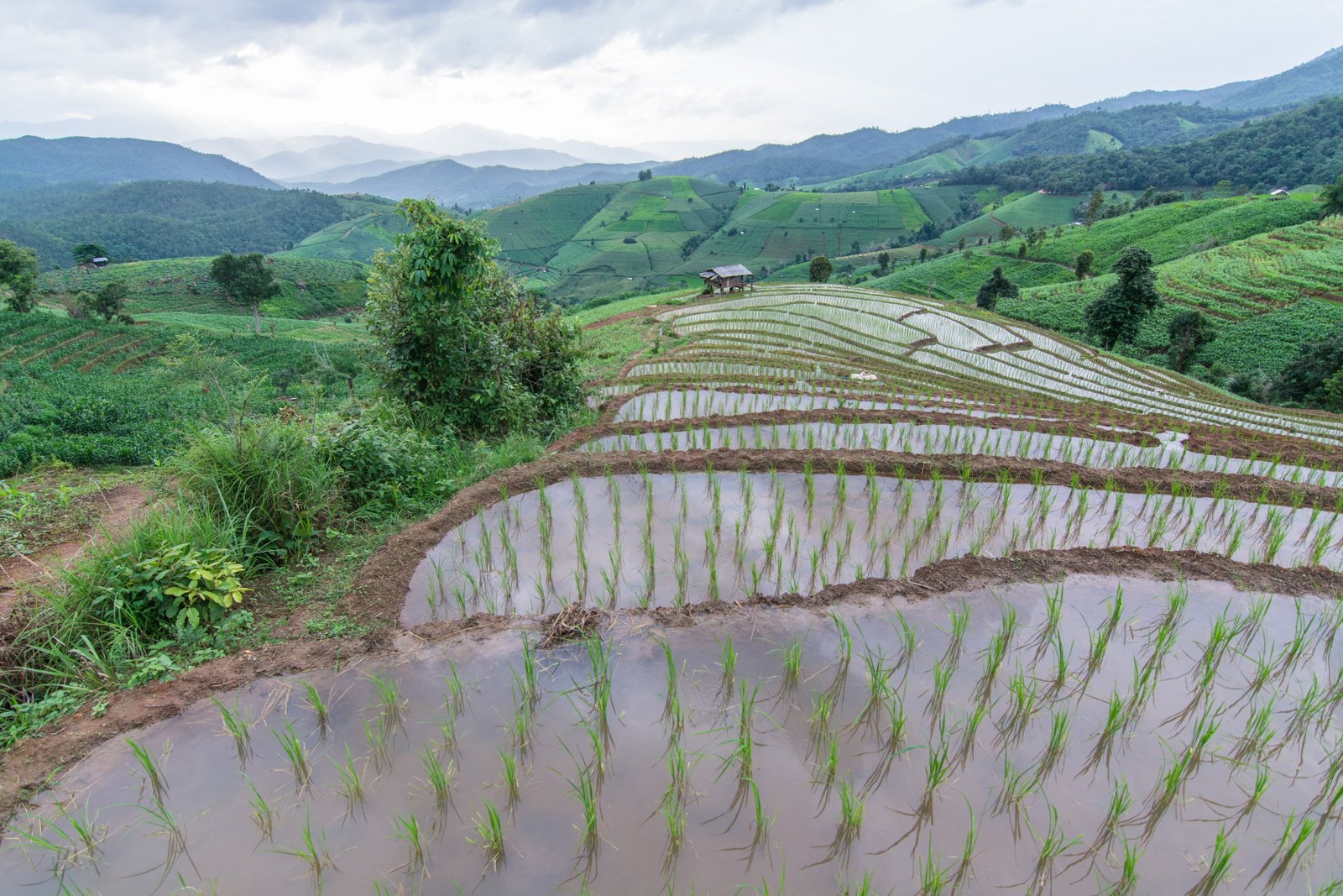 Ban Pa Pong Piang, the most beautiful rice fields in Thailand