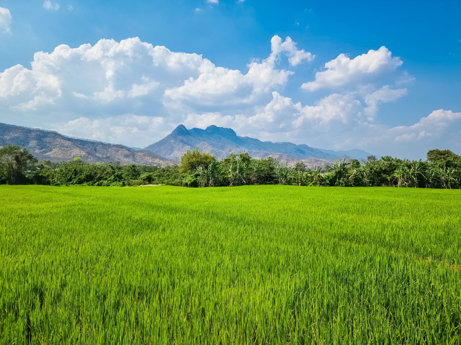 Phu Thap Boek: What to see on Phetchabun's highest mountain?